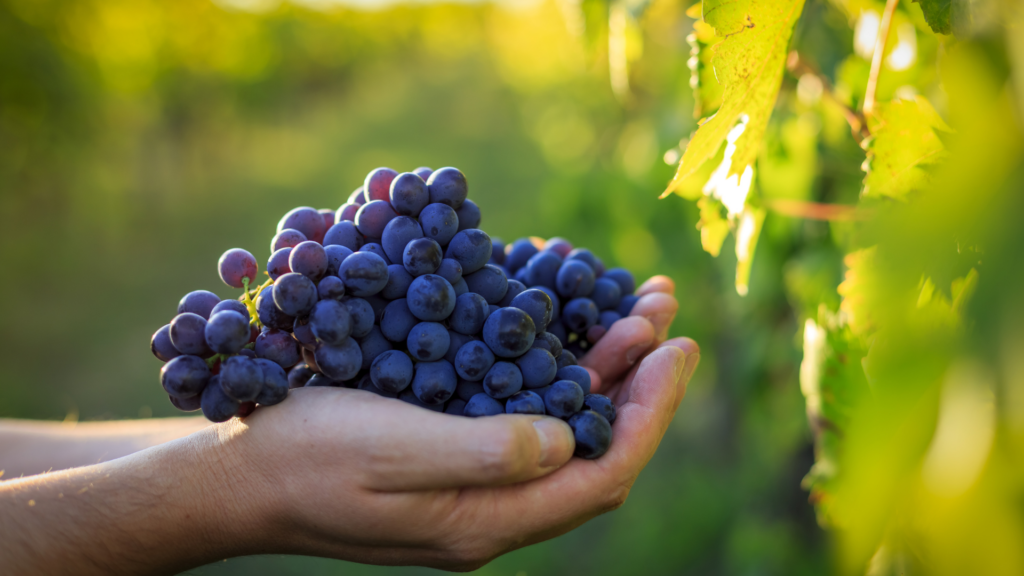 Anggur untuk Ibu Hamil, Kaya Nutrisi tapi Perlu Dibatasi?